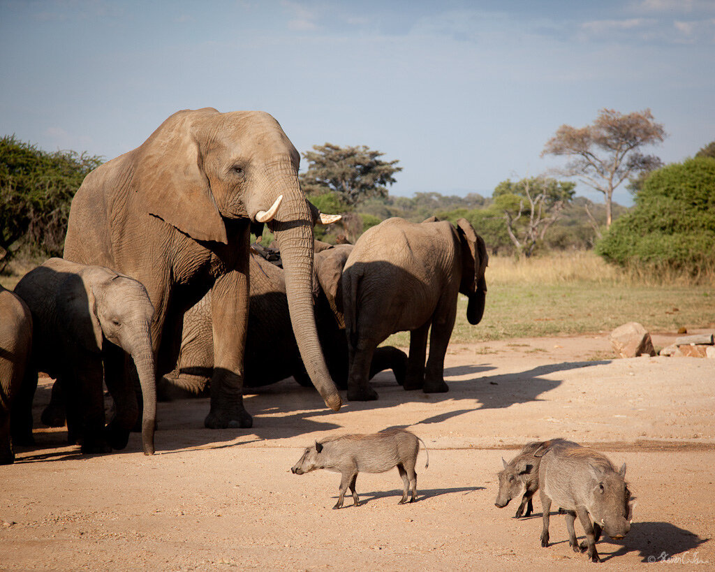 23 Glorious Pictures Of Elephants Running Free - The Dodo