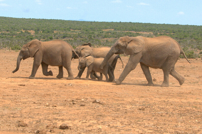 23 Glorious Pictures Of Elephants Running Free - The Dodo