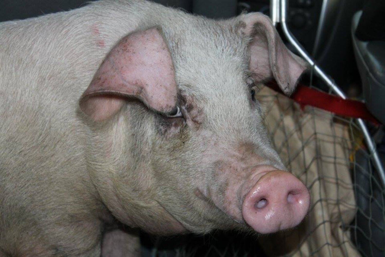 Scared Pig Knew Exactly Who To Ask For Help - The Dodo