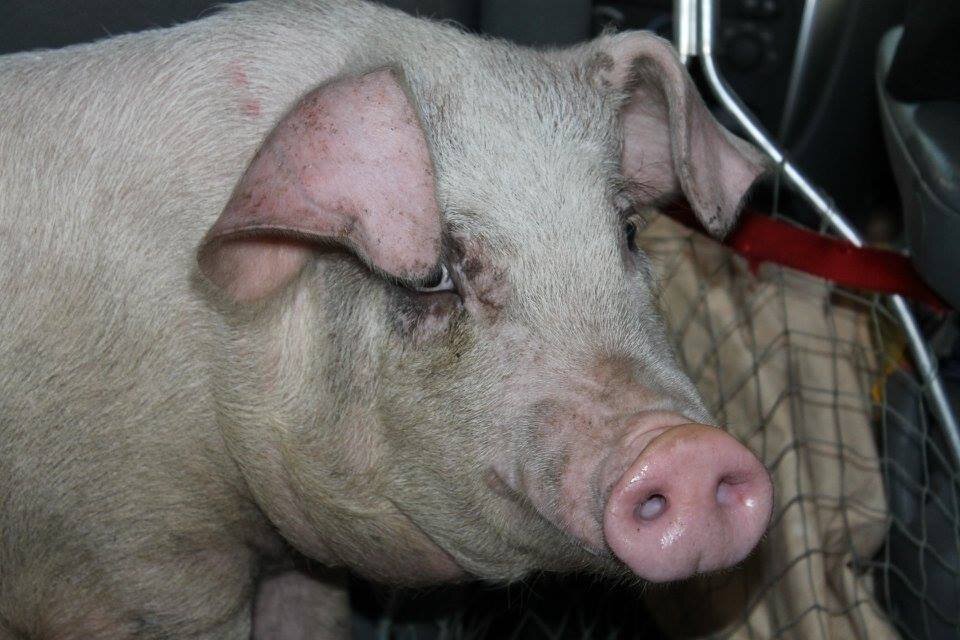 Scared Pig Knew Exactly Who To Ask For Help - The Dodo