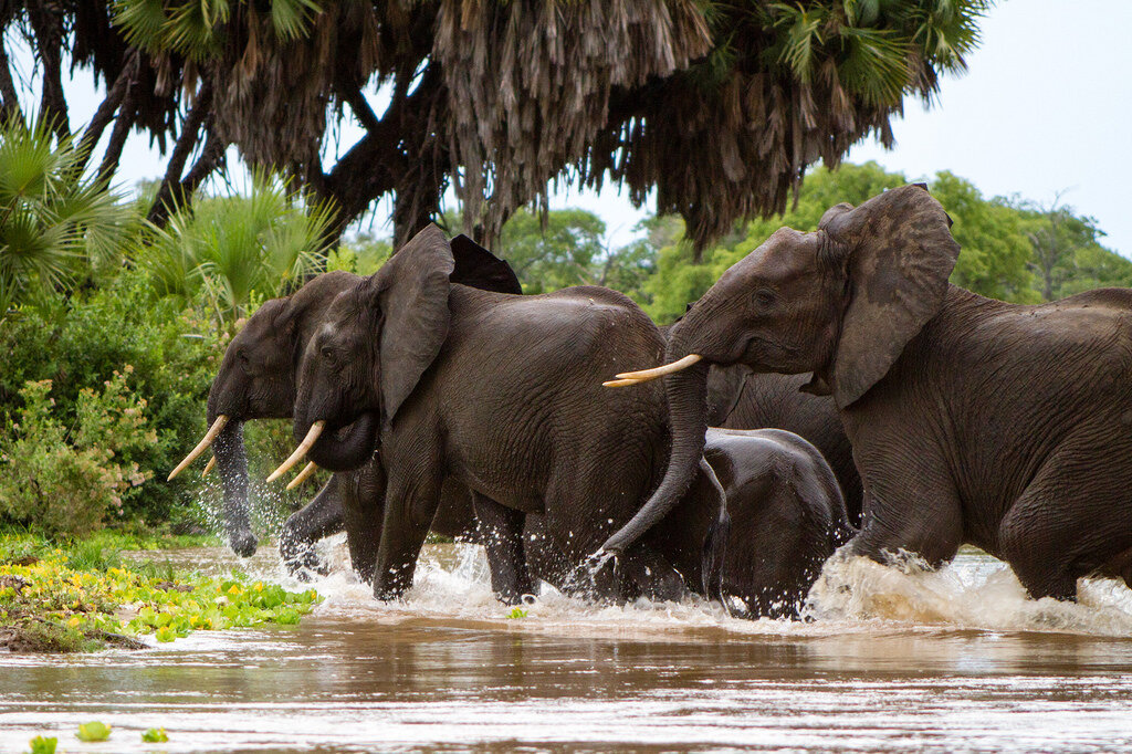 23 Glorious Pictures Of Elephants Running Free - The Dodo