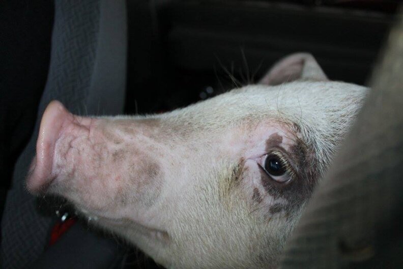Scared Pig Knew Exactly Who To Ask For Help - The Dodo