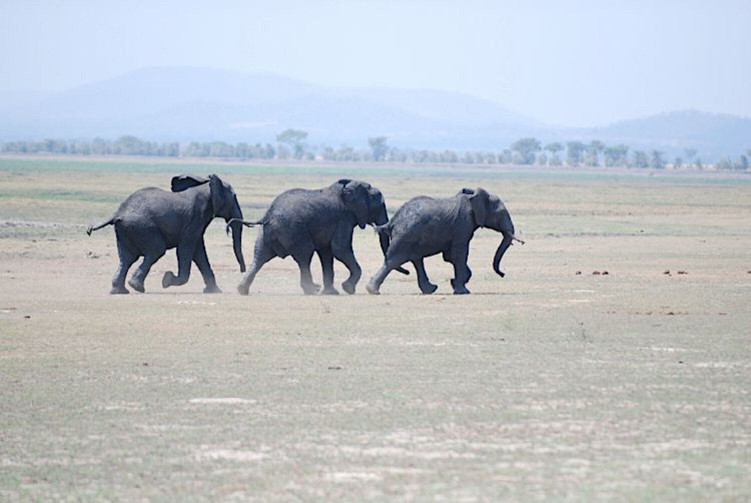 23 Glorious Pictures Of Elephants Running Free - The Dodo