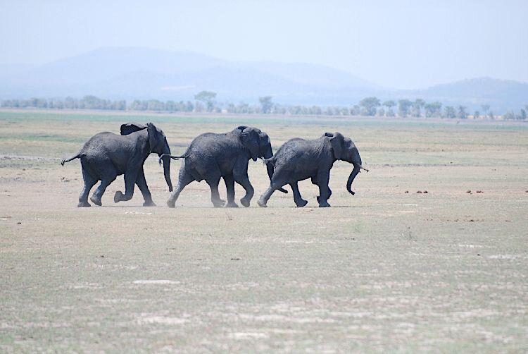 23 Glorious Pictures Of Elephants Running Free - The Dodo
