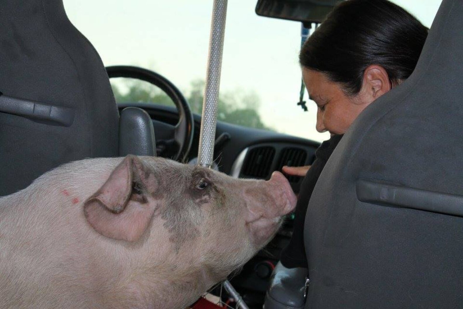 Scared Pig Knew Exactly Who To Ask For Help - The Dodo