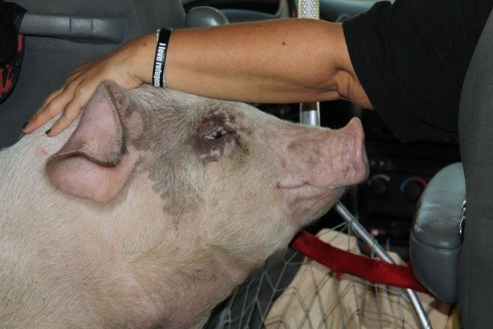 Scared Pig Knew Exactly Who To Ask For Help - The Dodo