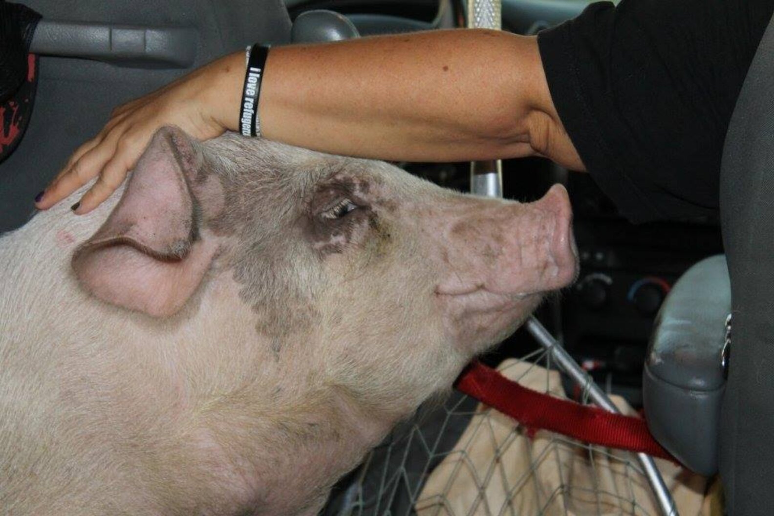 Scared Pig Knew Exactly Who To Ask For Help - The Dodo