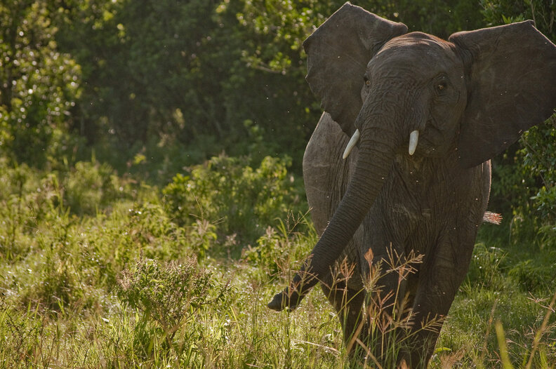 23 Glorious Pictures Of Elephants Running Free - The Dodo