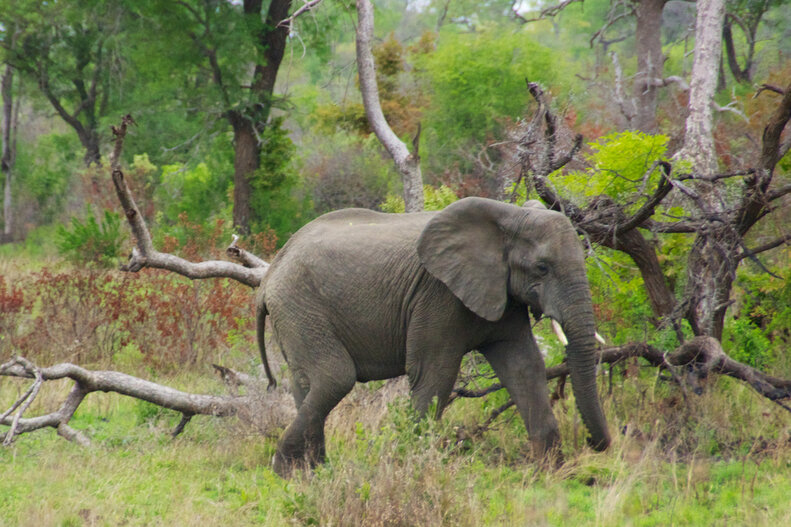 23 Glorious Pictures Of Elephants Running Free - The Dodo