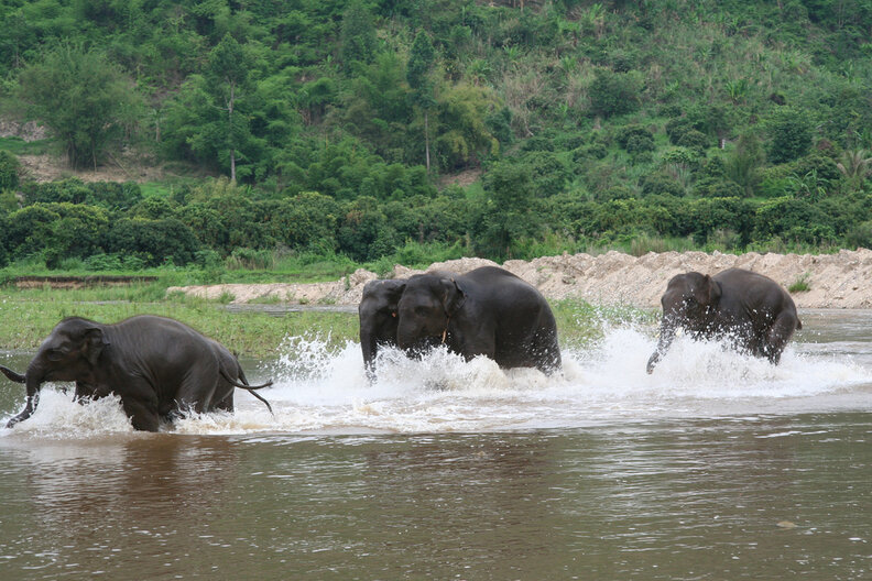 23 Glorious Pictures Of Elephants Running Free - The Dodo