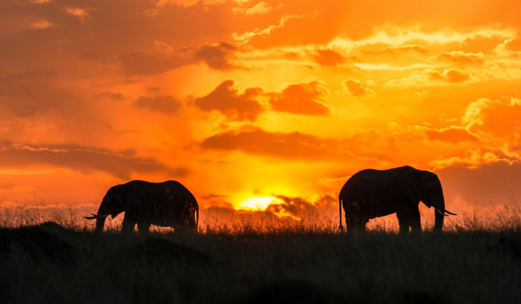 23 Glorious Pictures Of Elephants Running Free - The Dodo