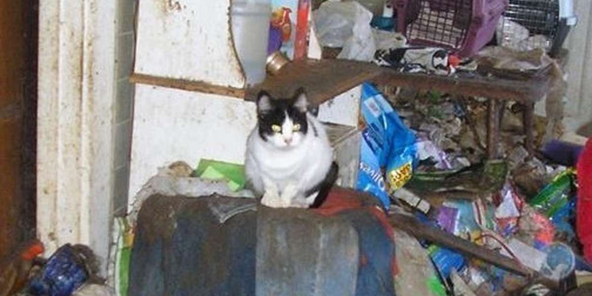 Cat Rescued From Hoarding Nightmare Plays Fetch With His New Owner ...