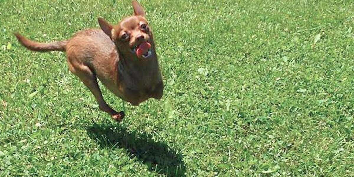 Dog Born With 2 Legs Loves His New Siblings - The Dodo