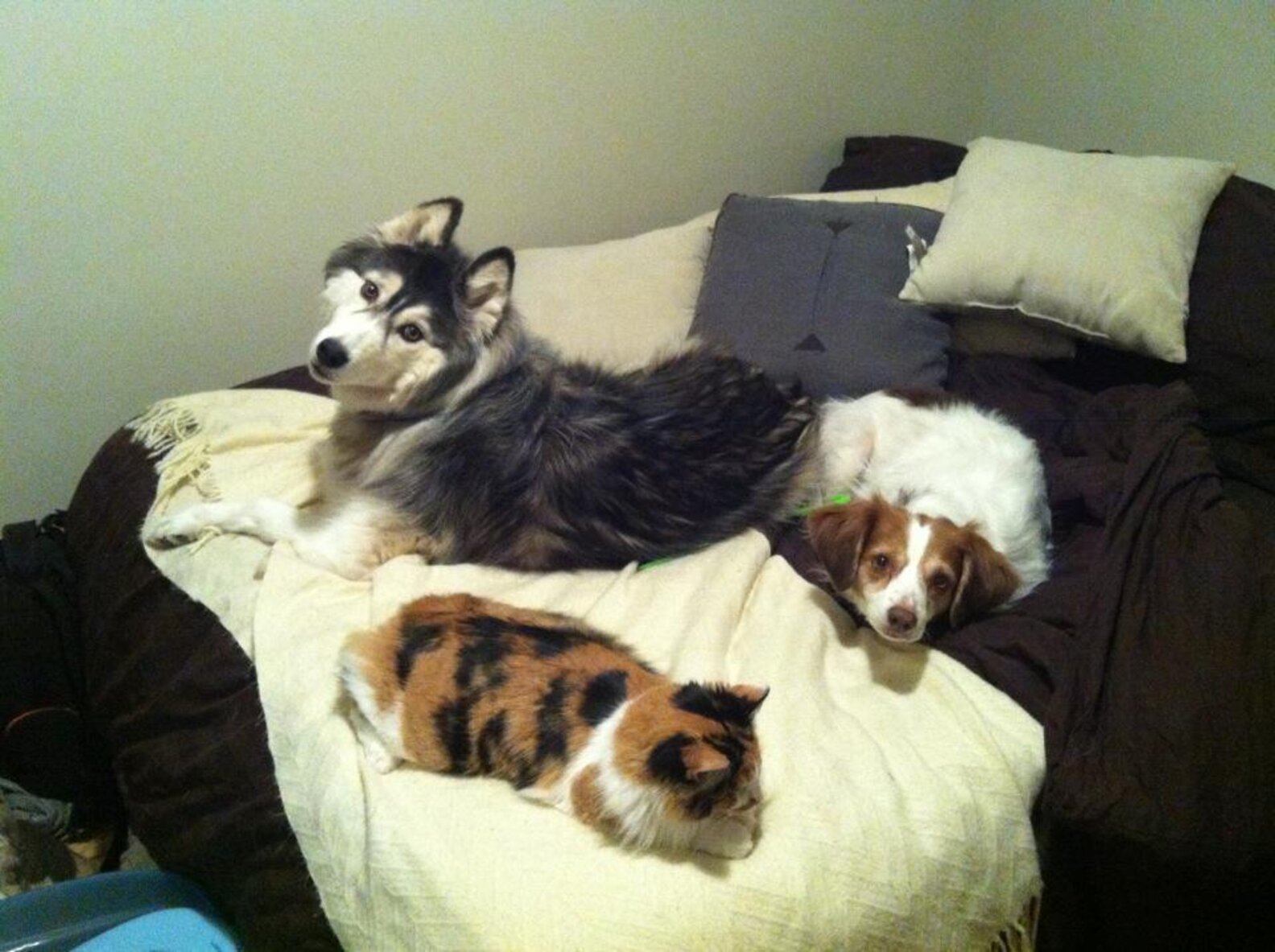 15 Families Who Are Suffering From Crowded Bed Syndrome - The Dodo