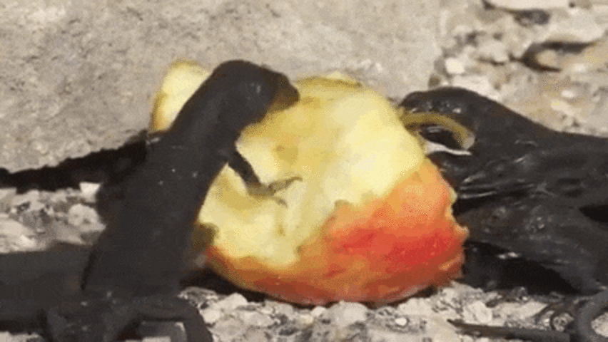 Man Shares Apple With The Most Surprising Group Of Friends - The Dodo