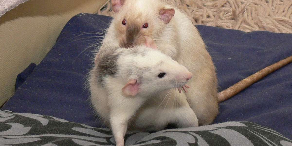 The Emotional Lives Of Rats: Rats Read Pain In Others' Faces - The Dodo