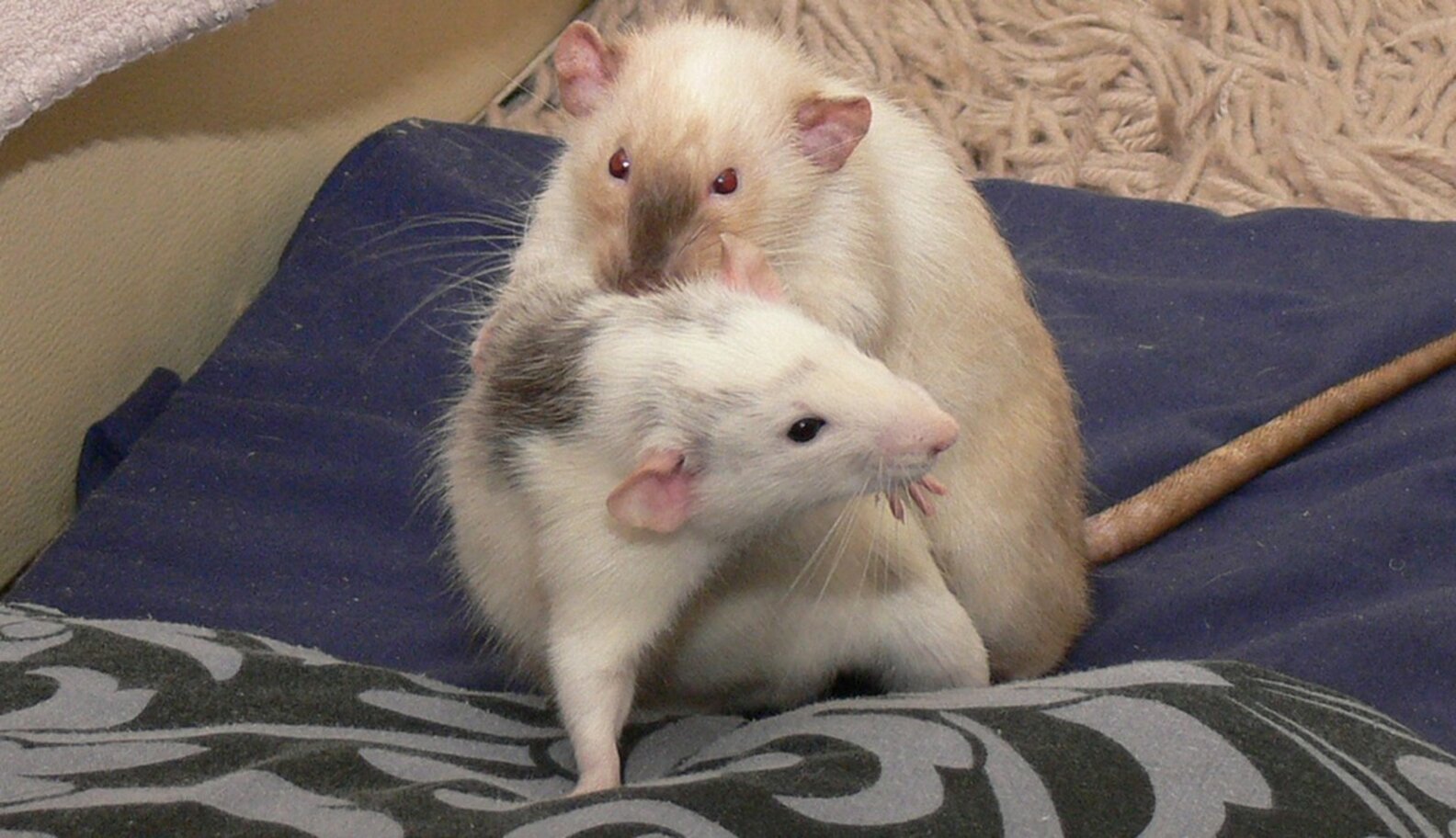 The Emotional Lives Of Rats: Rats Read Pain In Others' Faces - The Dodo