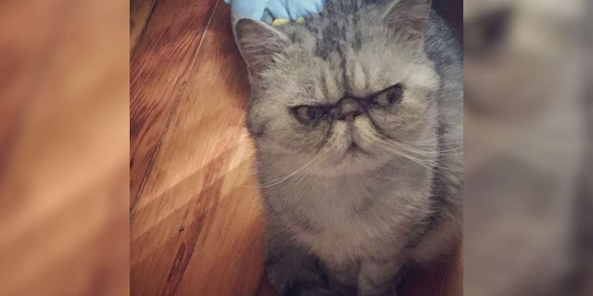 This Cat Looks Evil, But She Just Wants To Snuggle - The Dodo