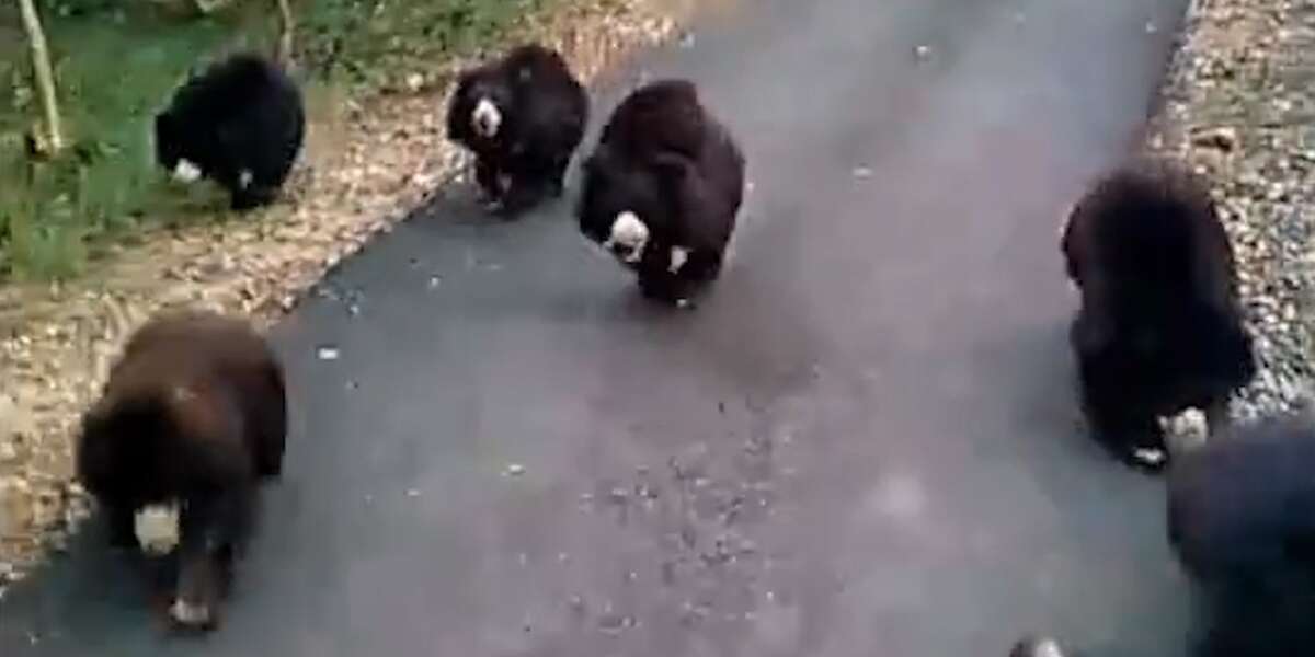 Bears Can't Run Fast Enough ... Because FOOD - Videos - The Dodo