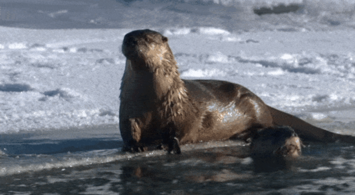 These Otters Playing In The Snow Have Officially Won At Winter - The Dodo