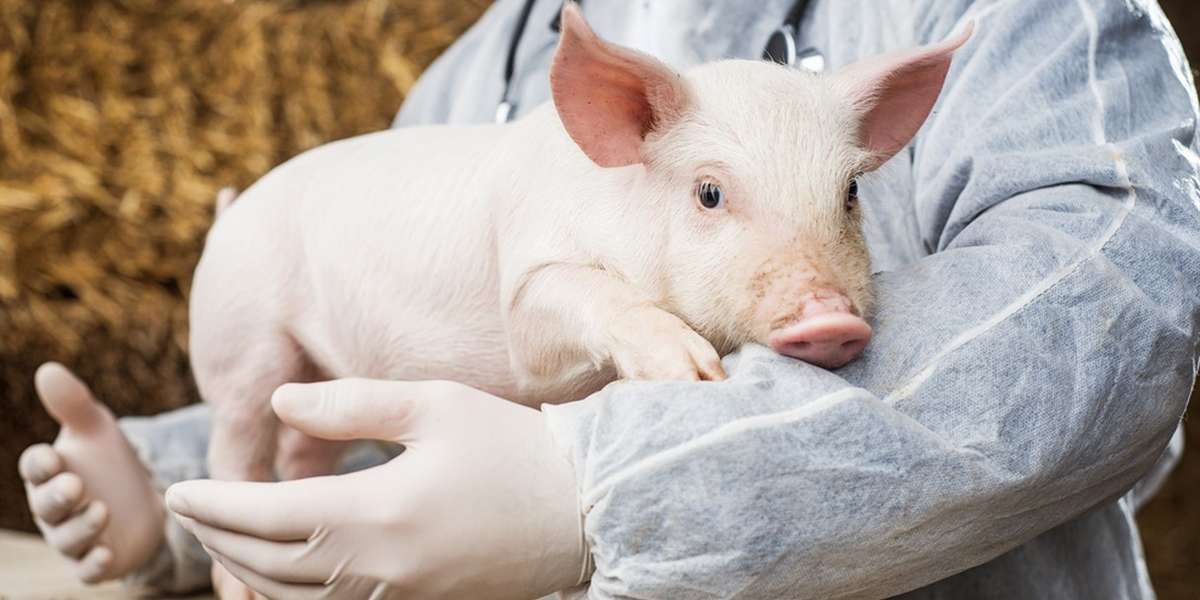 New Designer Pigs Are Tiny, Cute — And VERY Expensive - The Dodo