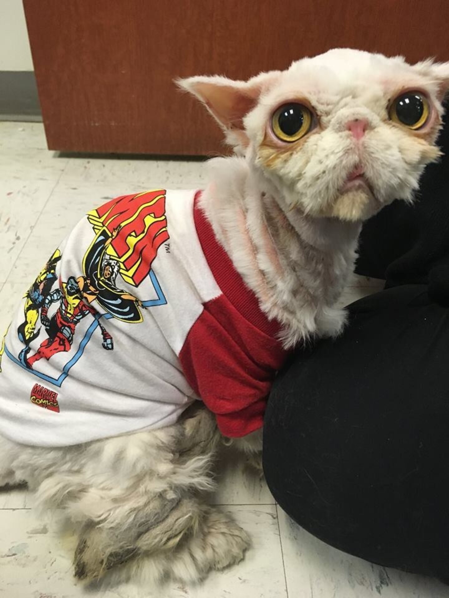 Cat Rescued From Basement Gets 5 Pounds Of Fur Cut Off - The Dodo