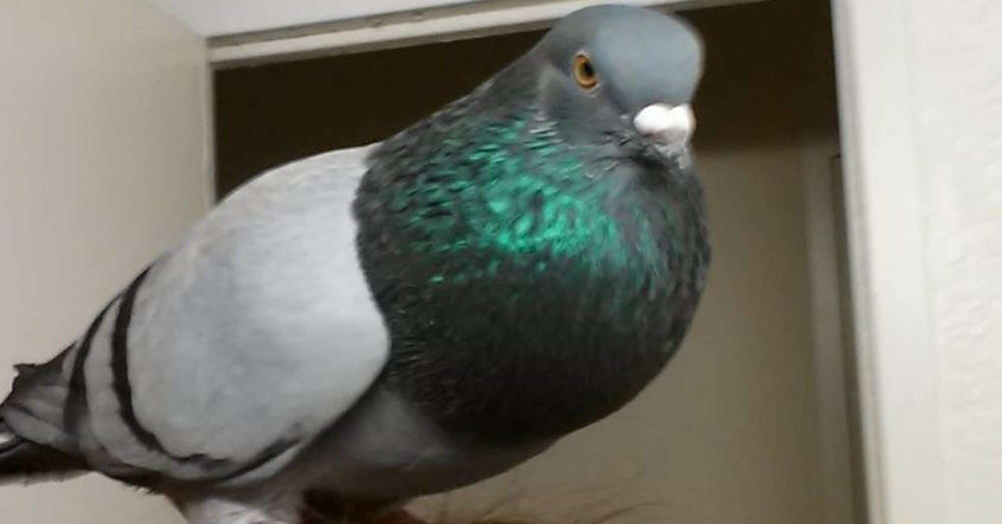 Pigeon Is Obsessed With His New Cat Brother - The Dodo