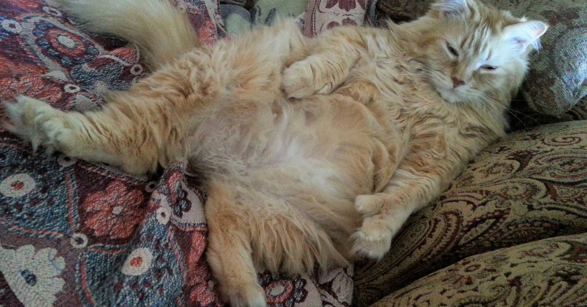 Pigeon Is Obsessed With His New Cat Brother - The Dodo