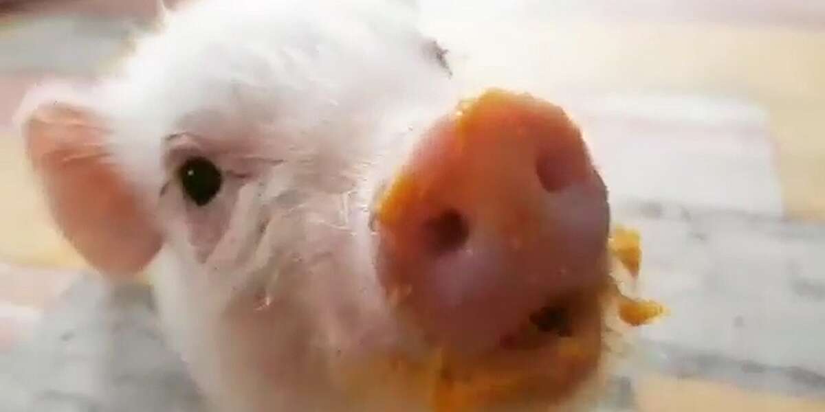 Pig Is The Cutest Little Eater - Videos - The Dodo