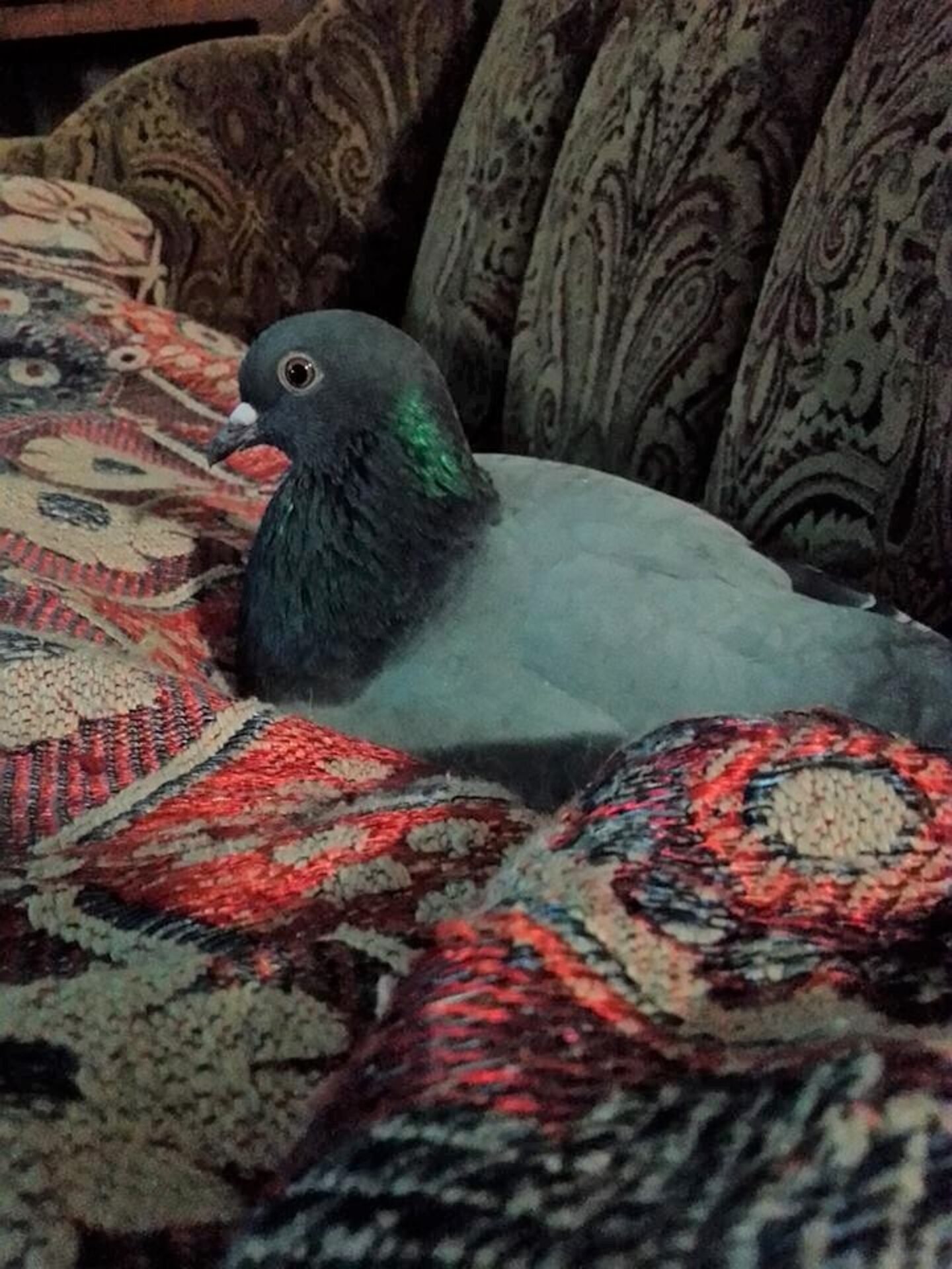 Pigeon Is Obsessed With His New Cat Brother - The Dodo