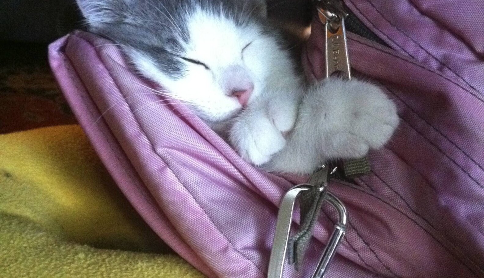 21 Pets Who Are Cuter Than Kids On The First Day Of School - The Dodo