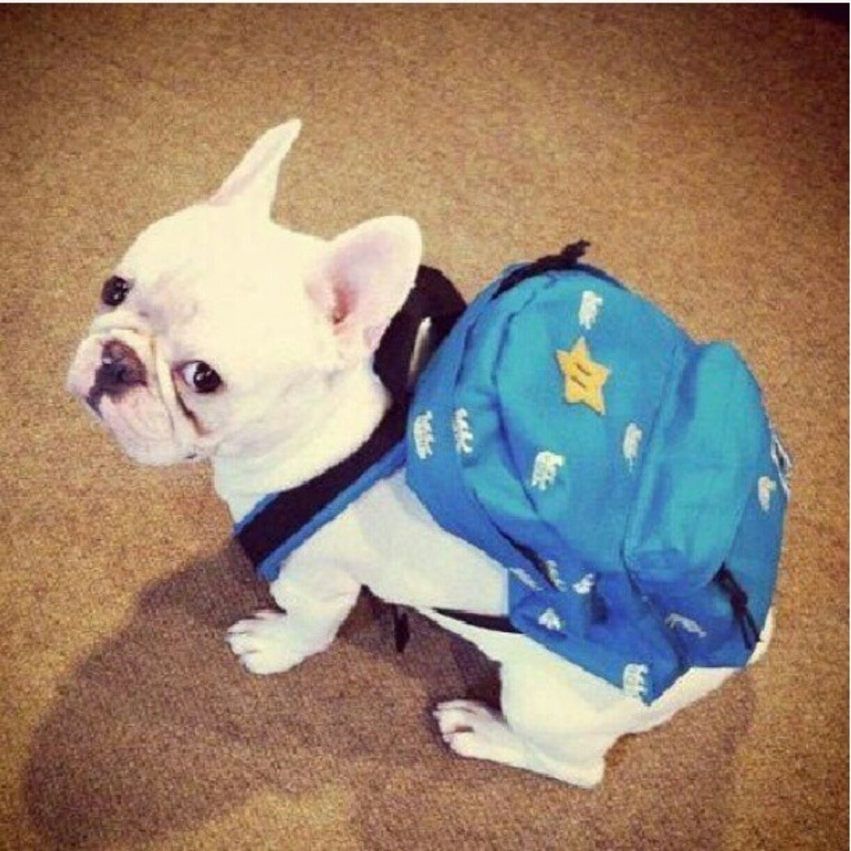 21 Pets Who Are Cuter Than Kids On The First Day Of School - The Dodo