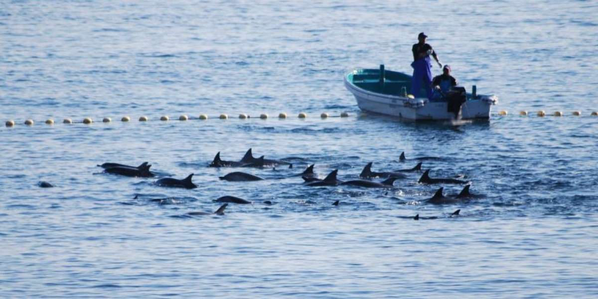 Taiji's Horrific Dolphin Slaughter Was Revealed 5 Years Ago. It Never ...