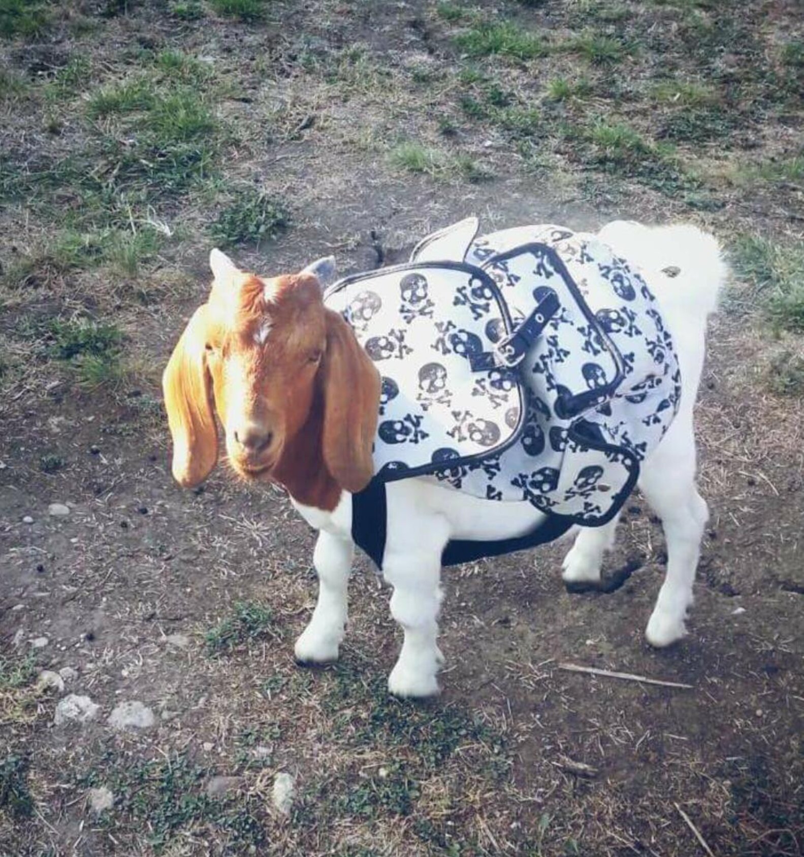 21 Pets Who Are Cuter Than Kids On The First Day Of School - The Dodo