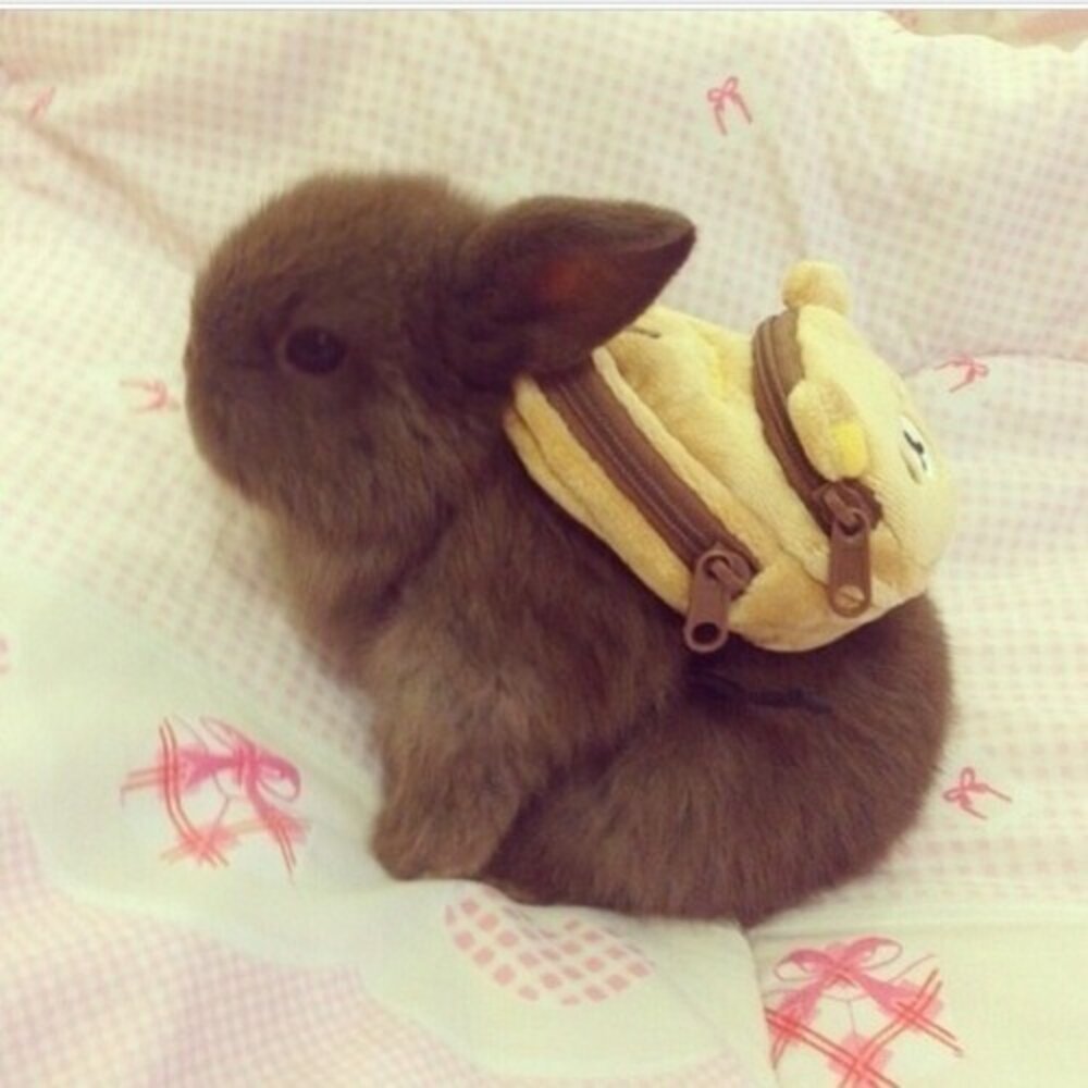 21 Pets Who Are Cuter Than Kids On The First Day Of School - The Dodo