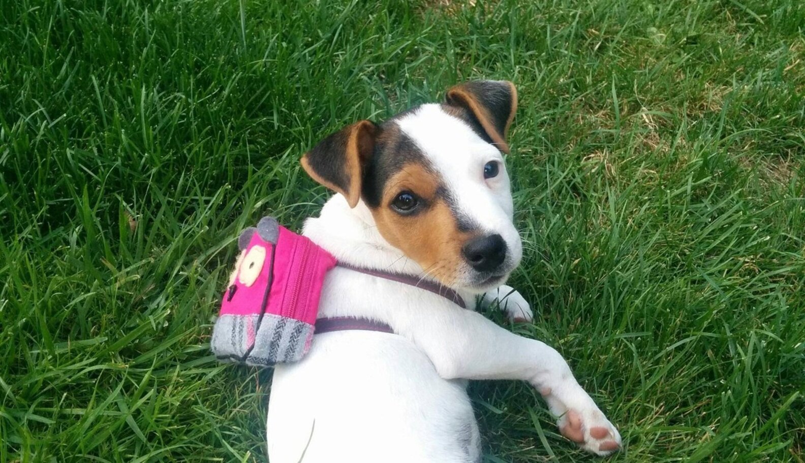 21 Pets Who Are Cuter Than Kids On The First Day Of School - The Dodo