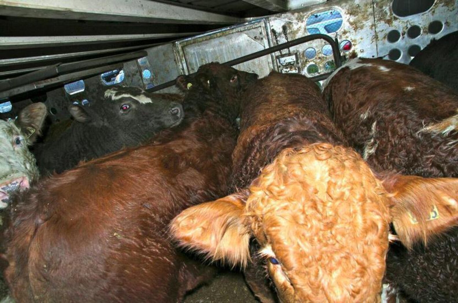 Stirring Photos Capture The Sad, Soulful Eyes Of Cows Headed To ...