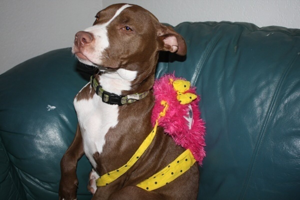 21 Pets Who Are Cuter Than Kids On The First Day Of School - The Dodo