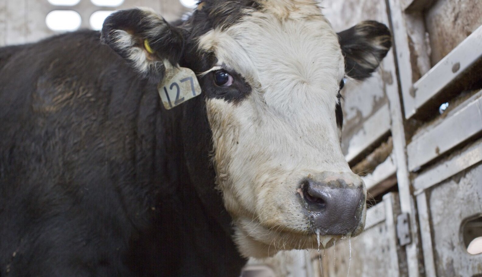 Stirring Photos Capture The Sad, Soulful Eyes Of Cows Headed To ...