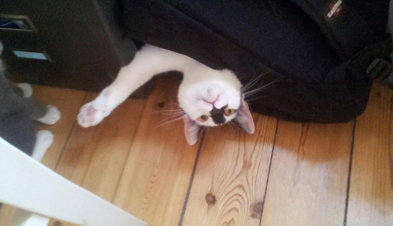 21 Pets Who Are Cuter Than Kids On The First Day Of School - The Dodo