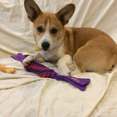 Are Corgis Really At Risk Of Extinction? - The Dodo
