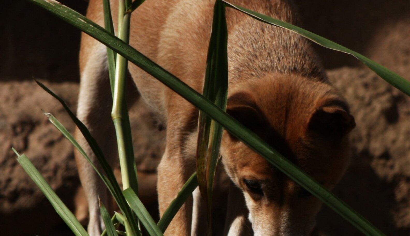 Meet Your Favorite New Artist: The Rare Singing Dog Of Papua New Guinea ...