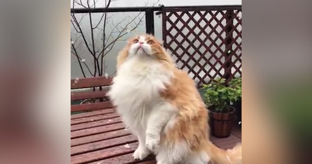 Cat Is Baffled By Snow Video - The Dodo