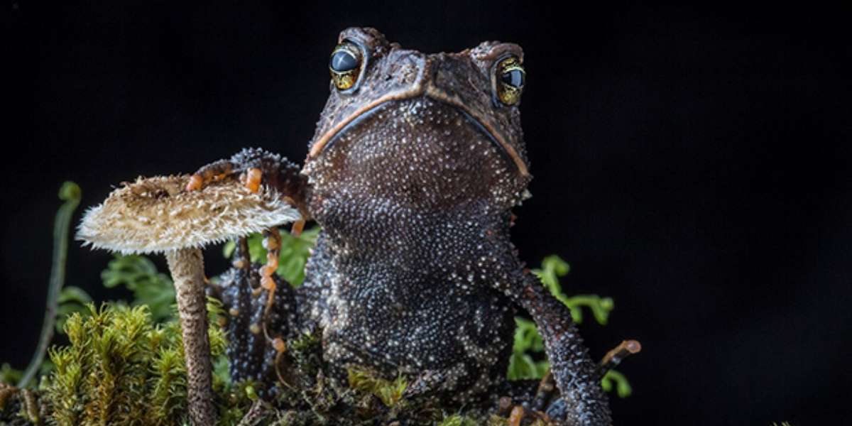Tracking Down The Tiny Frogs From A Bygone World - The Dodo