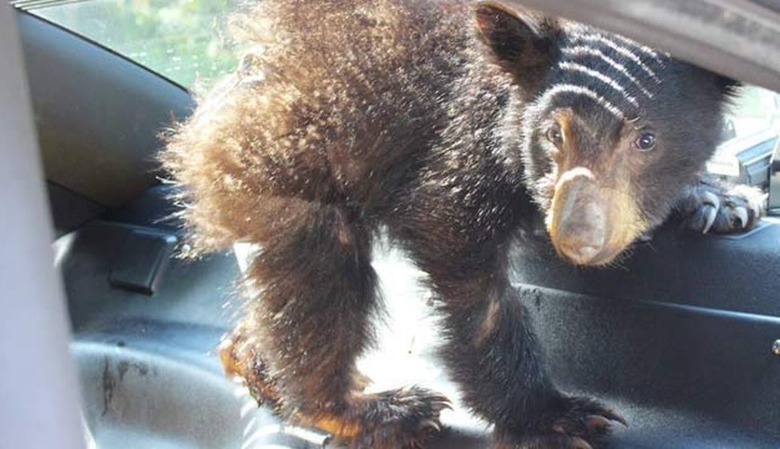 Sad Bear Cub Is A Powerful Lesson On Why Animals Belong In The Wild ...