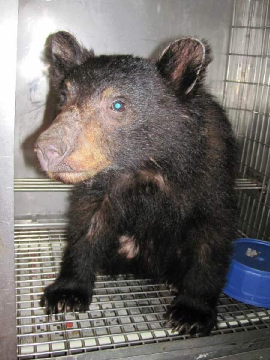 Sad Bear Cub Is A Powerful Lesson On Why Animals Belong In The Wild ...