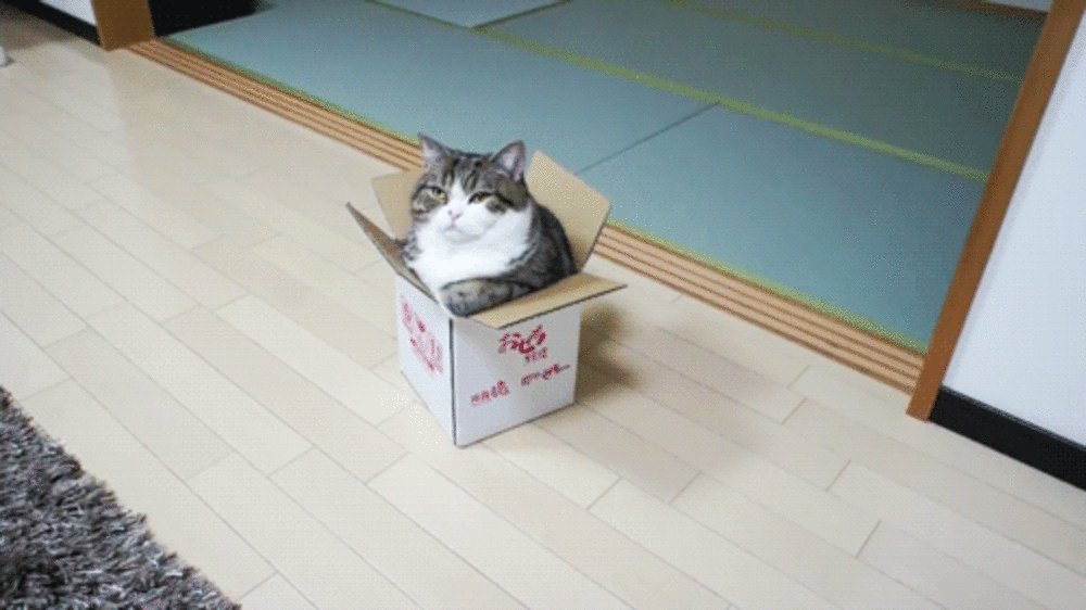 Maru Is The Viral Cat We Can Really Celebrate - The Dodo