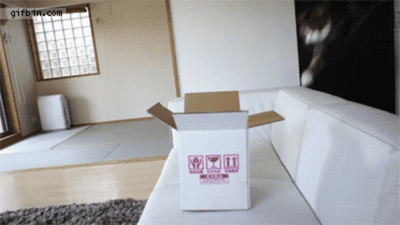 Maru Is The Viral Cat We Can Really Celebrate - The Dodo