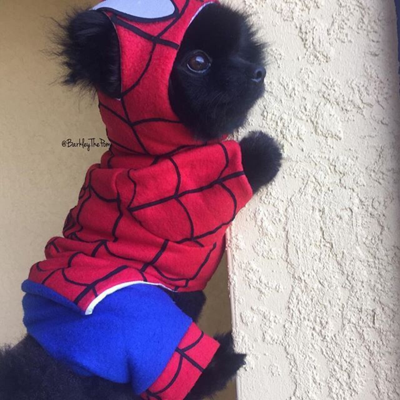 These Adorable Pups Are Dressed To Impress For Halloween - The Dodo