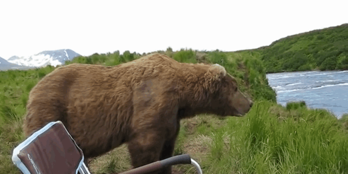 Massive Brown Bear Plops Down Next To A Wildlife Photographer To Take ...